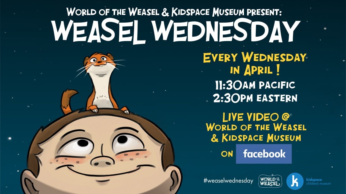 Weasel Wednesday - Live on Facebook with Kidspace in April · World of ...